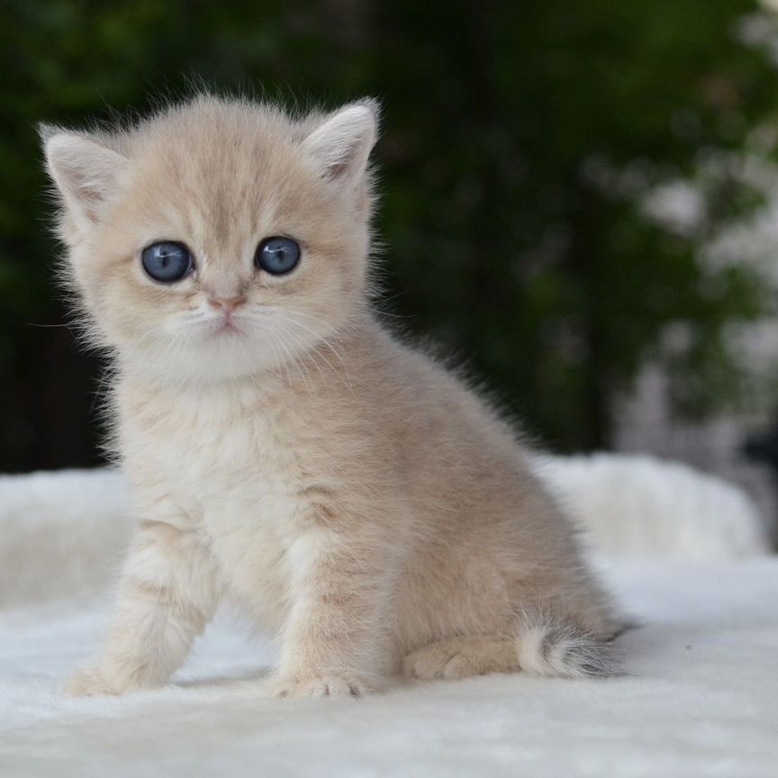 Британский короткошёрстный котёнок