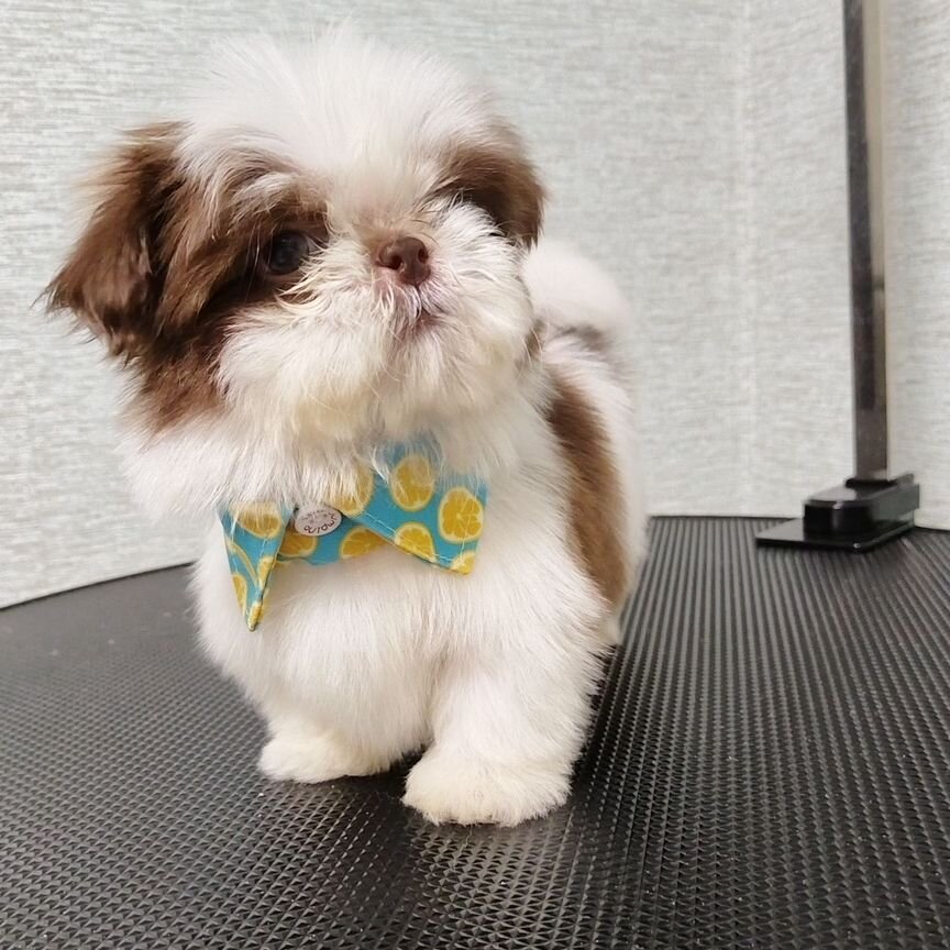 Пупсик ши тцу