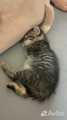 Котенок