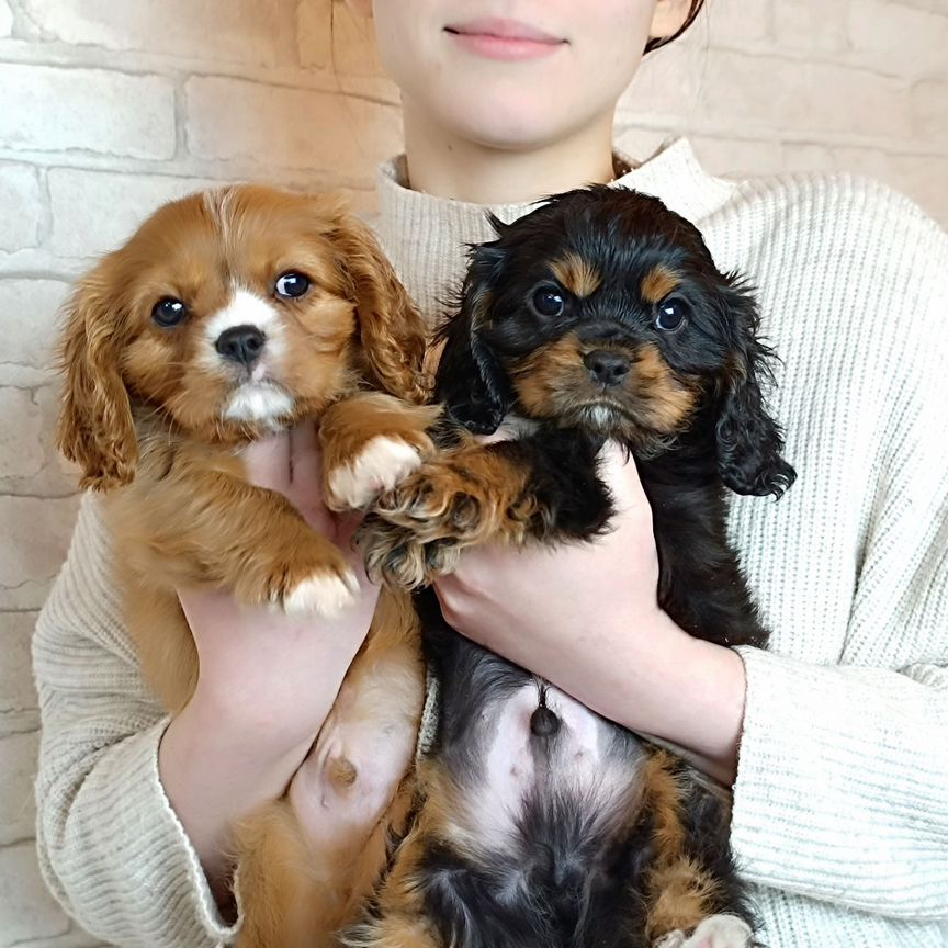 Кавалерчики мальчики