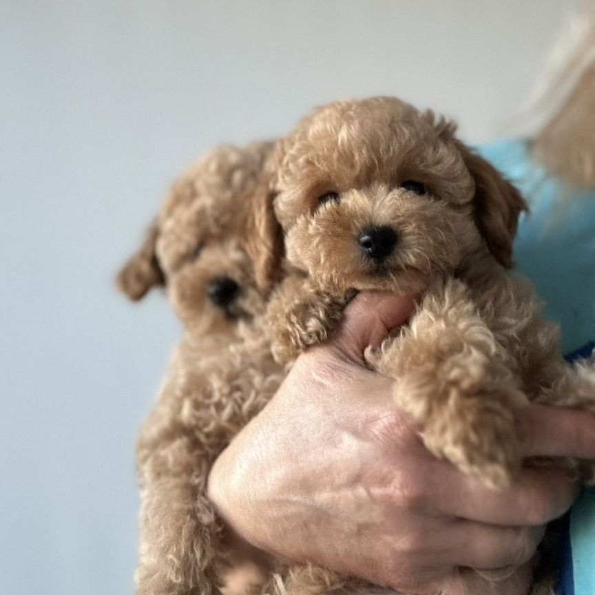 Мальтипу мини/maltipoo f1