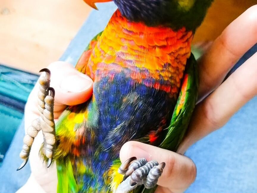 Выкормыш попугай лорикет липучка