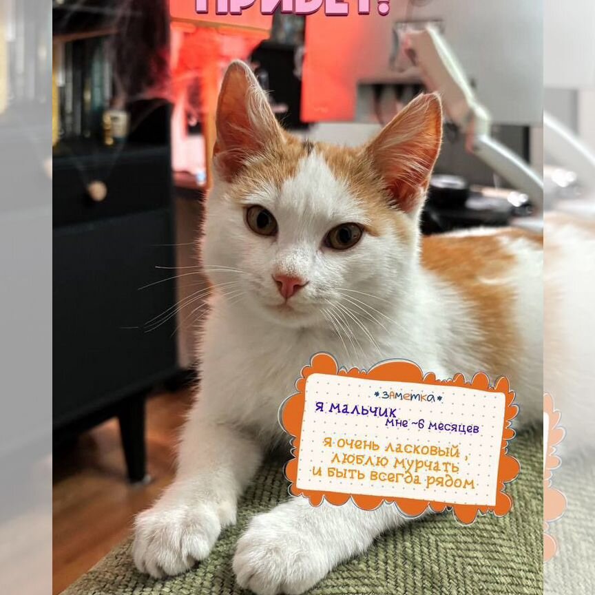 Котёнок в добрые руки