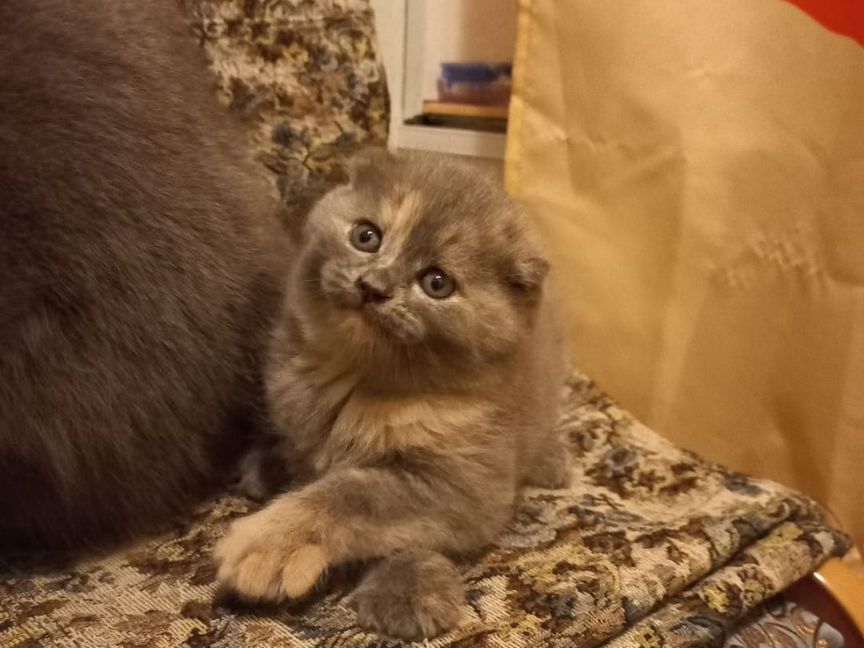 Шотландские вислоухие котята