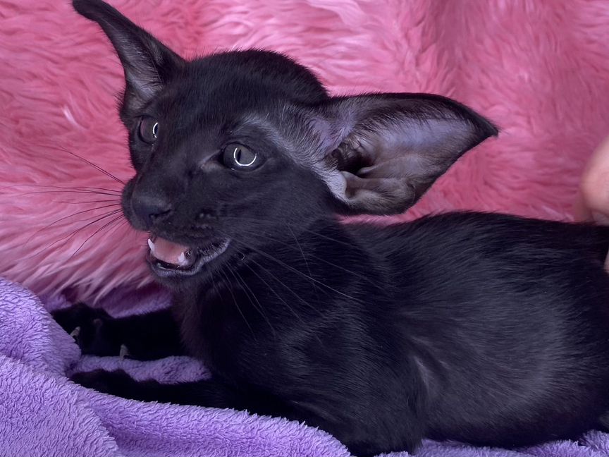 Ориентальные котята современном и экстрим типе