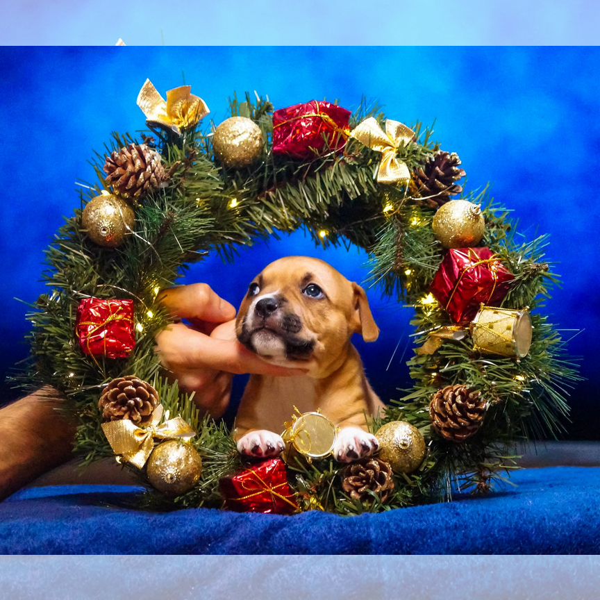 Американский стаффордширский терьер, щенок