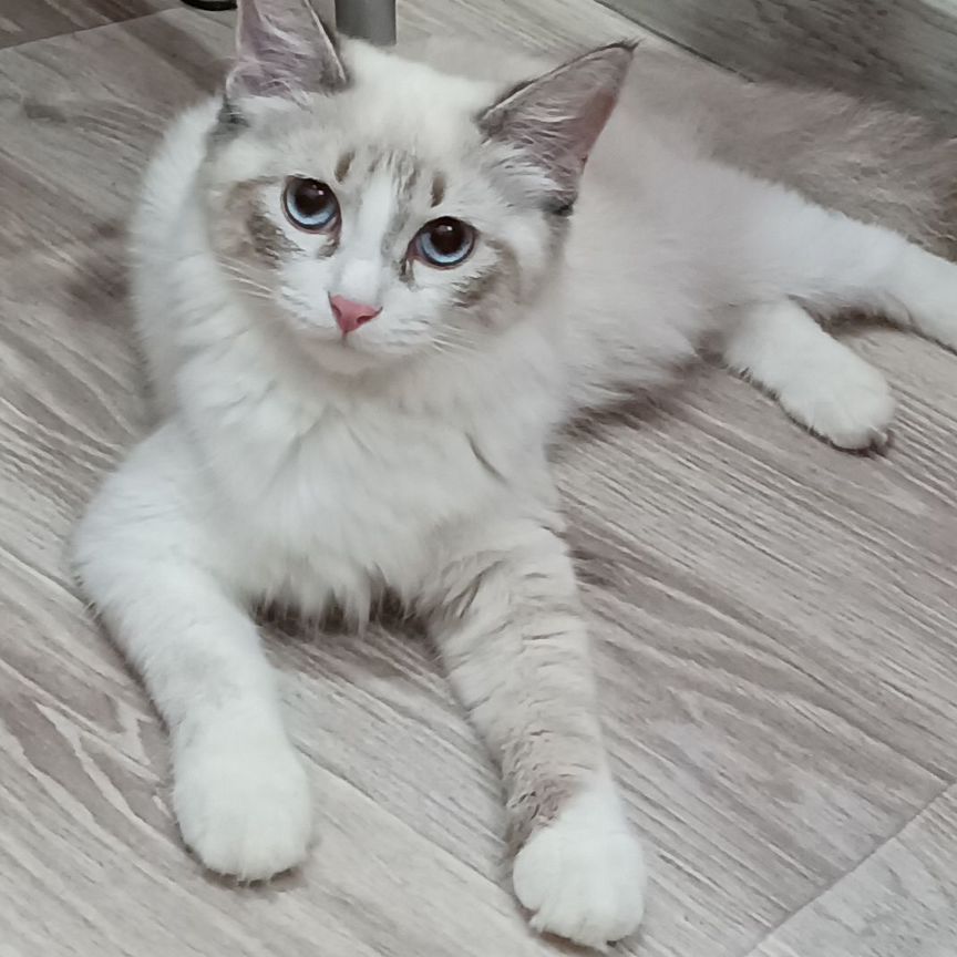 Для кошечки нужен кот на вязку
