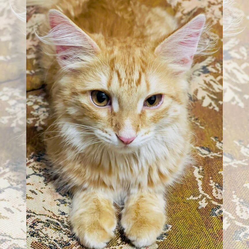 Котенку очень нужен дом