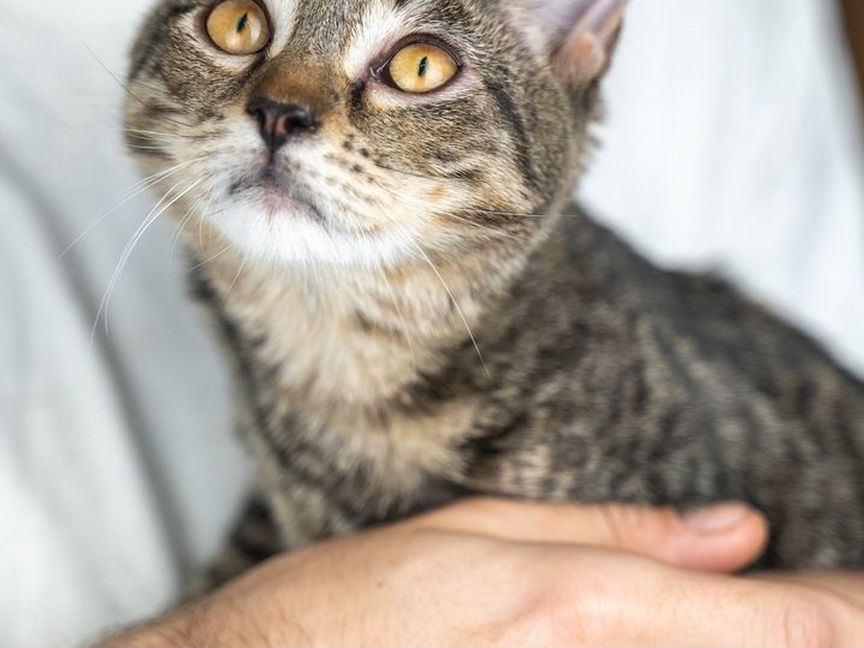 Второй питомец в семью