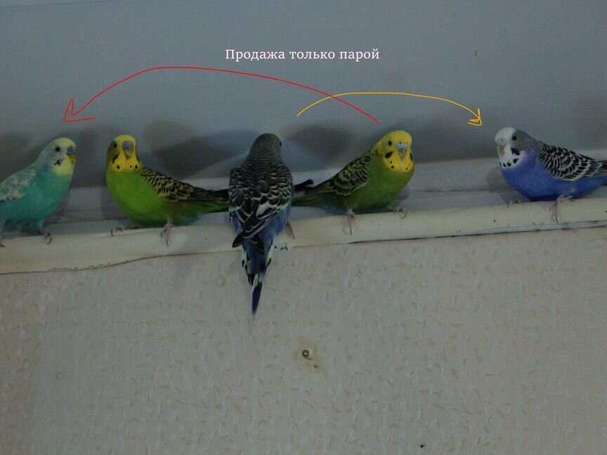 Волнистый попугай