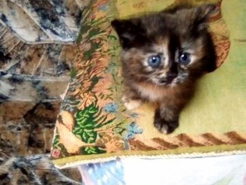 Котенок в добрые руки