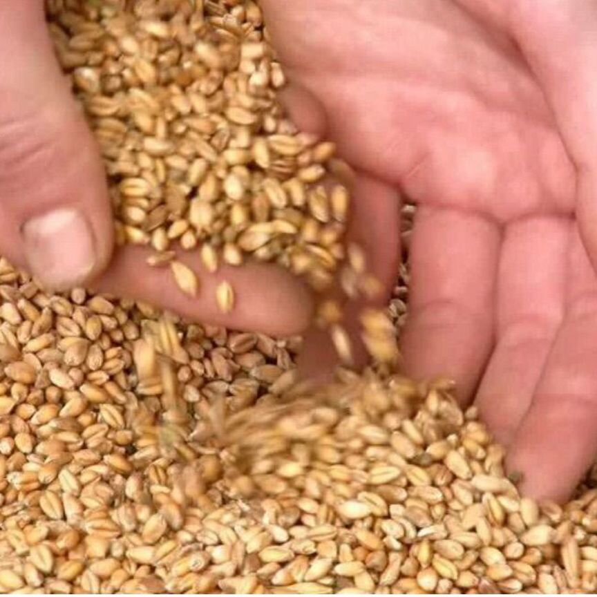 Пшеница 3 клас обьем 4800 тонн