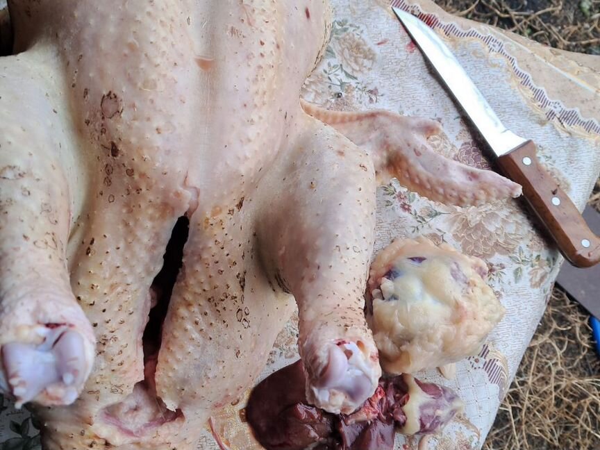 Домашняя птица