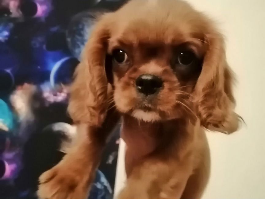 Мальчик и девочка ккчс