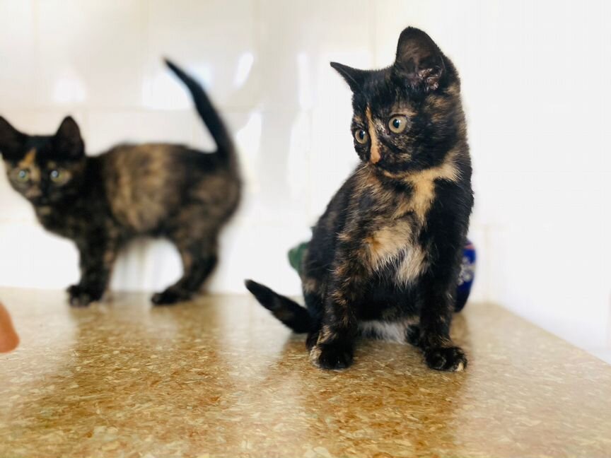 Милые домашние котятки в добрые любящие руки