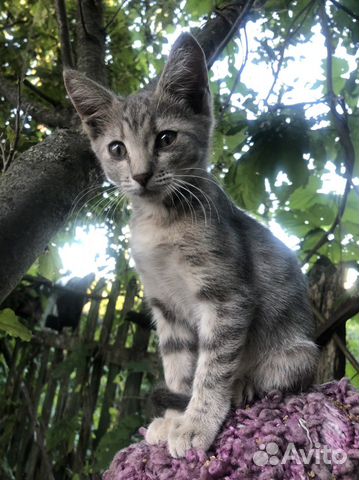 Кошка