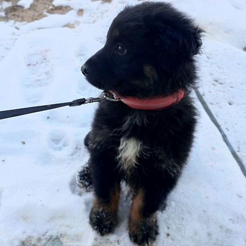 Домашние животные собаки щенки бесплатно