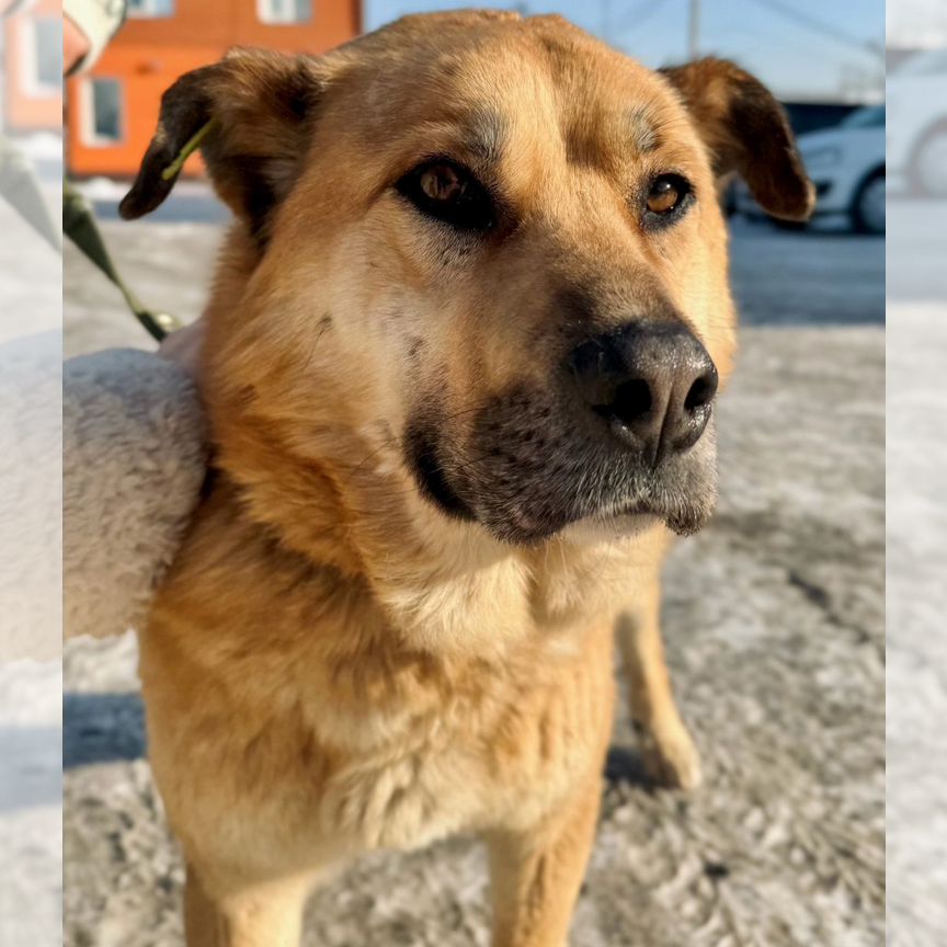 Пес в добрые руки