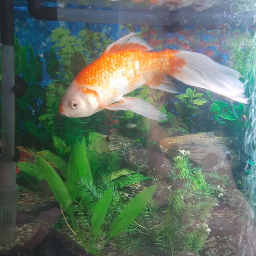 Рыбки Кои Валехвост