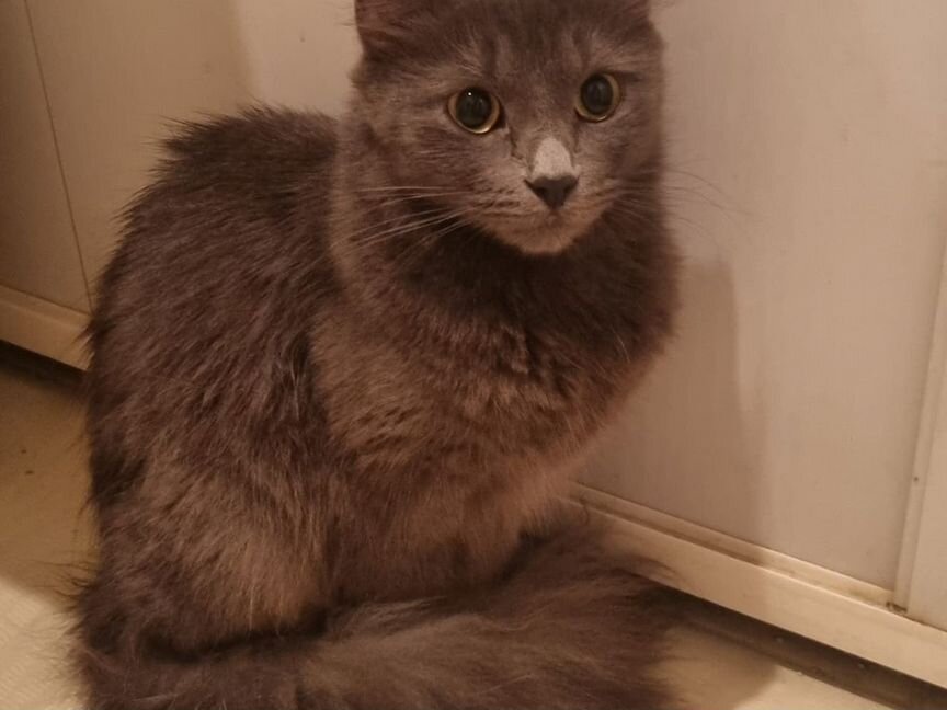 Кошечка около года