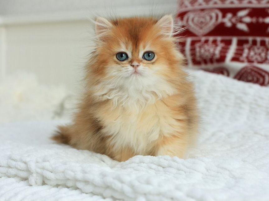 Длинношерстный британец. Шиншилла