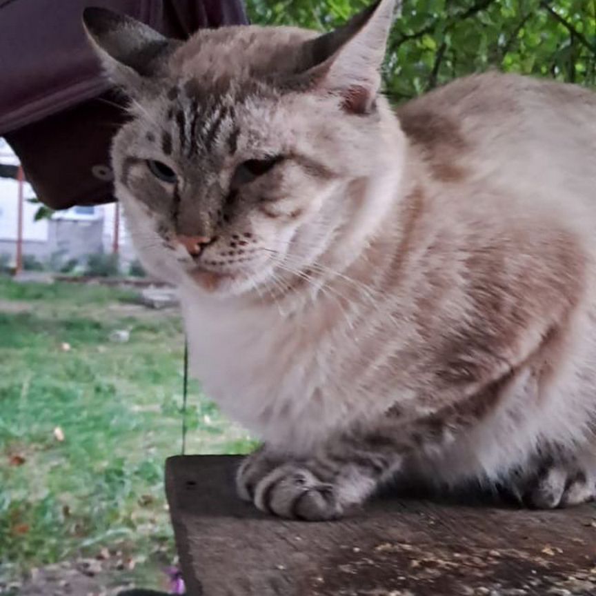 Стерилизованный молодой котик