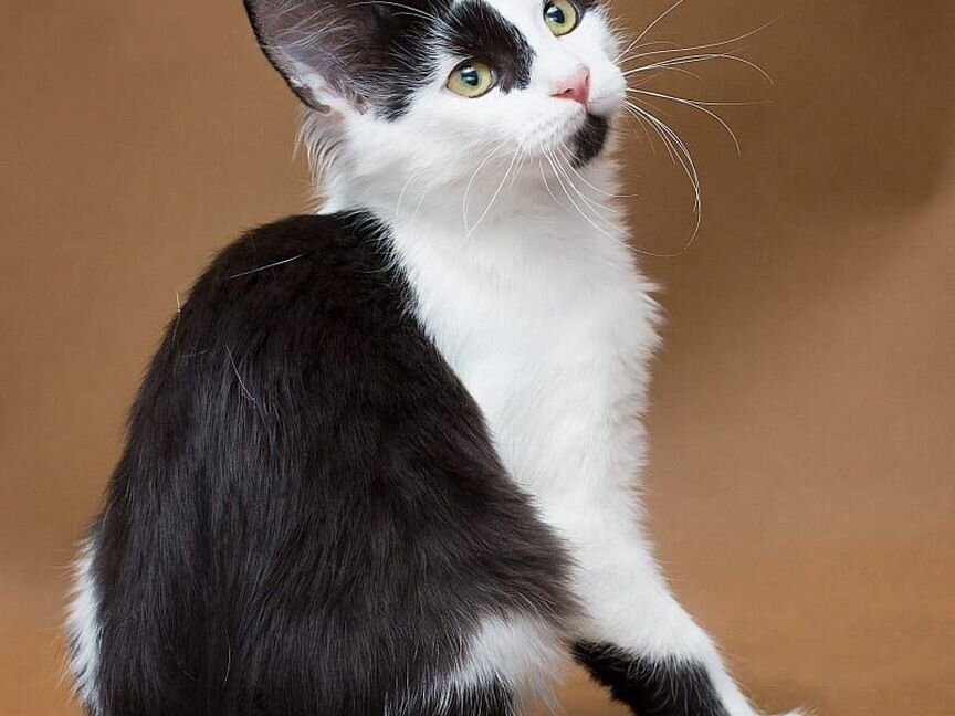 Черно-белый котенок Мотя