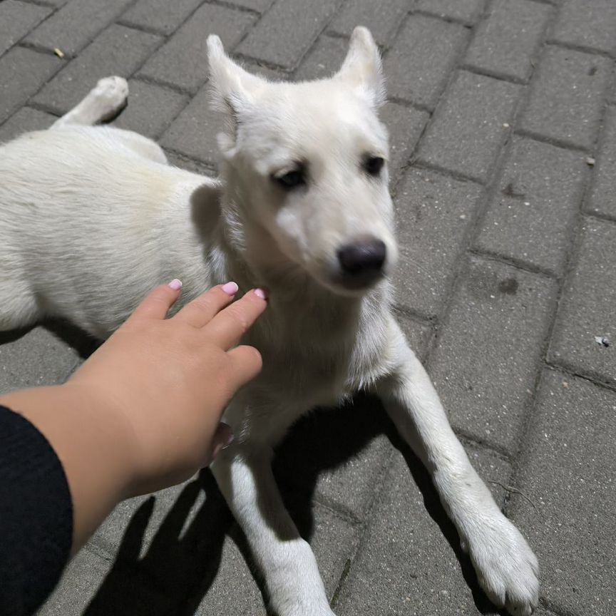 Щенки