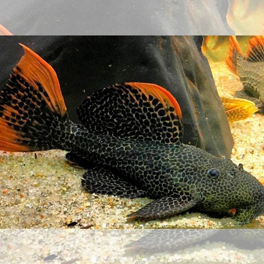 Сомы L 114 Кактусы, Панаки L190