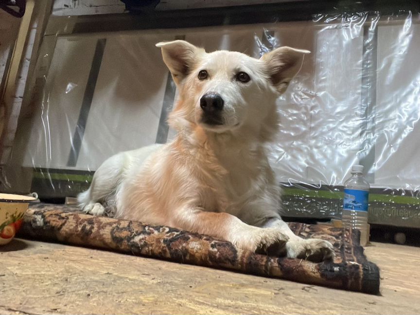 У умницы и красавицы нет дома