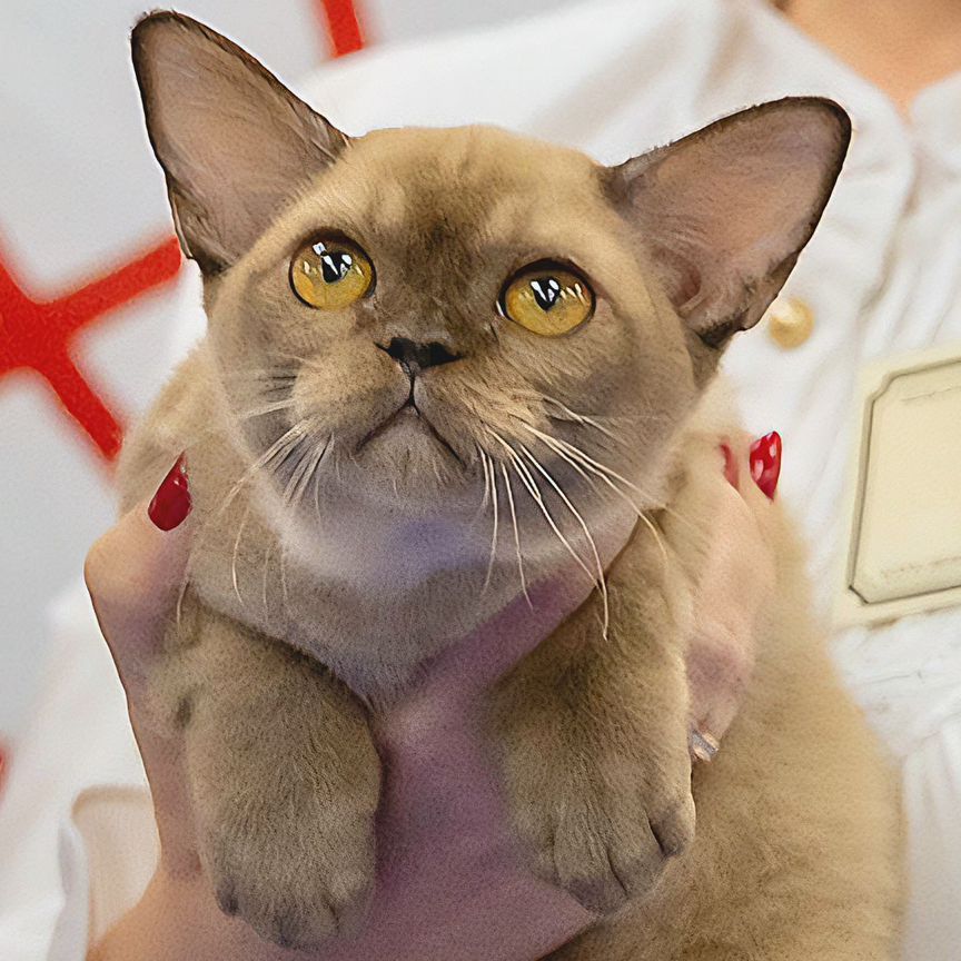 Европейский бурманский котёнок