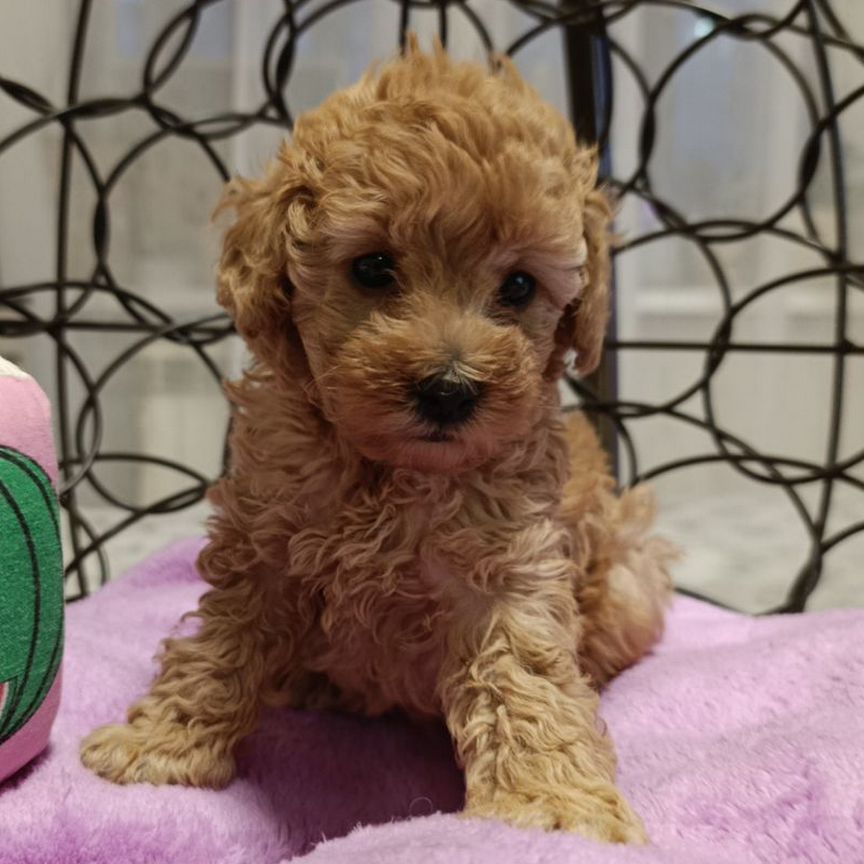 Той-пудель, щенок