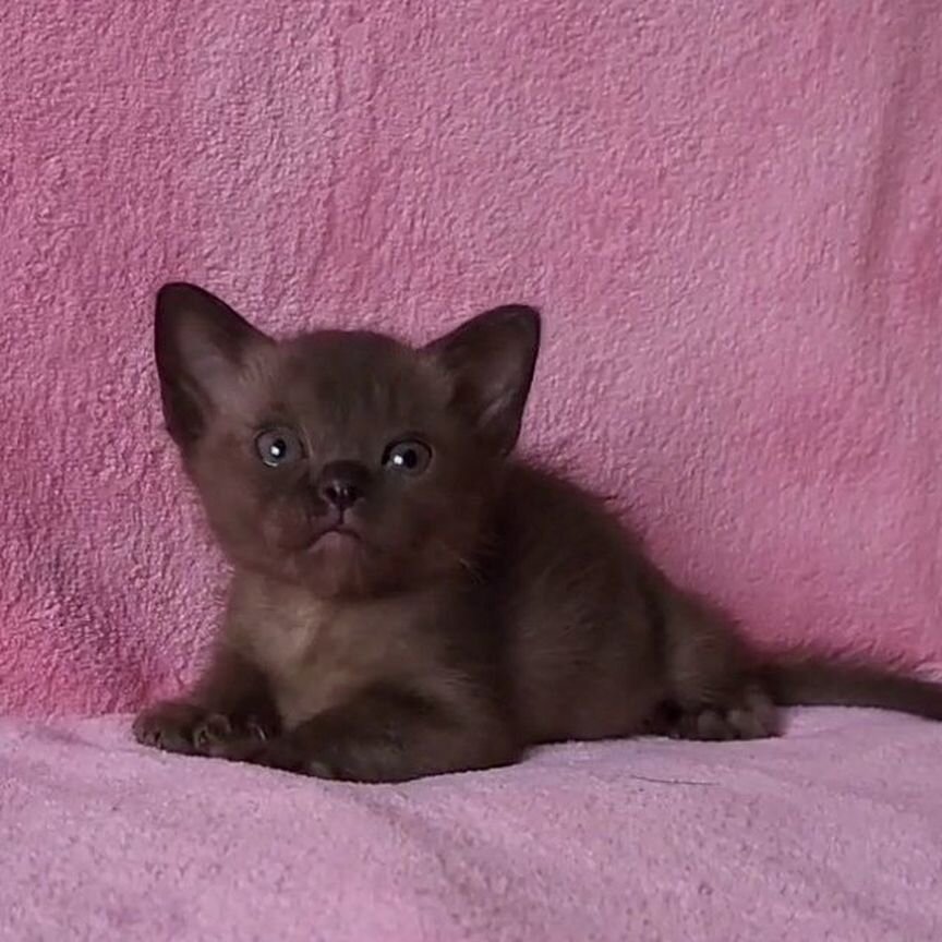 Бурма соболиная, 2 мес