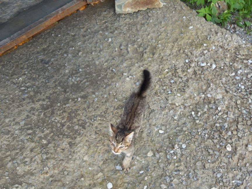 Котенок бегает на проезжей части