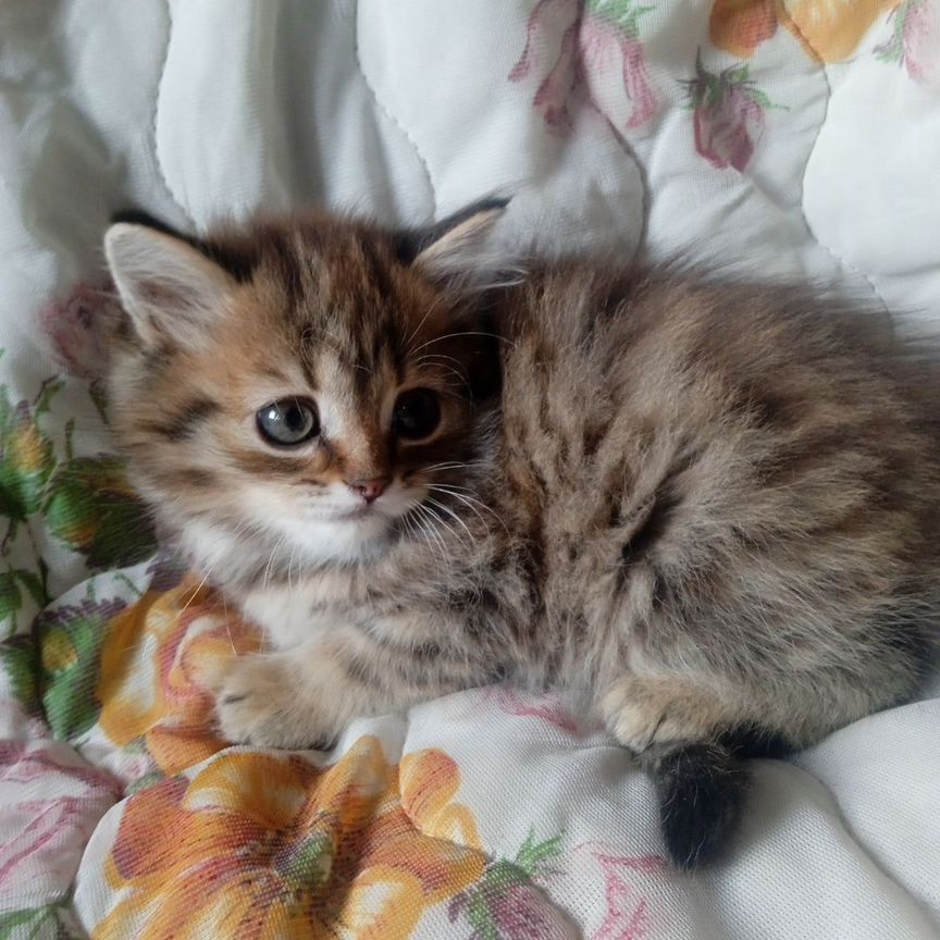 Котодетки в добрые руки