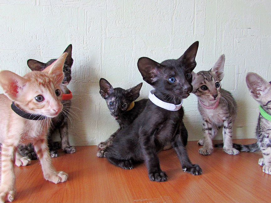 Ориентальные котята