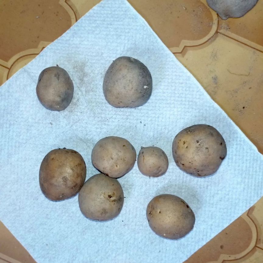 Картофель на корм скоту