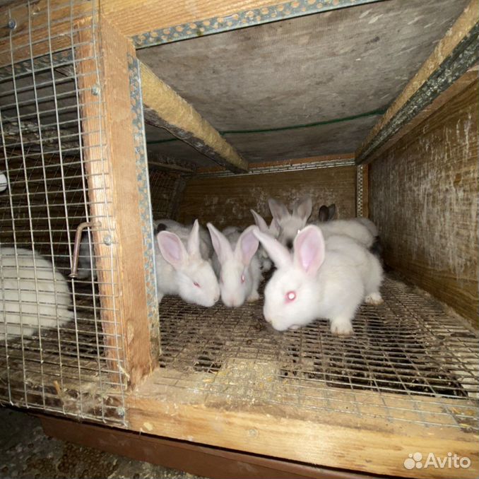 Белый панон- бургундский- калифорния