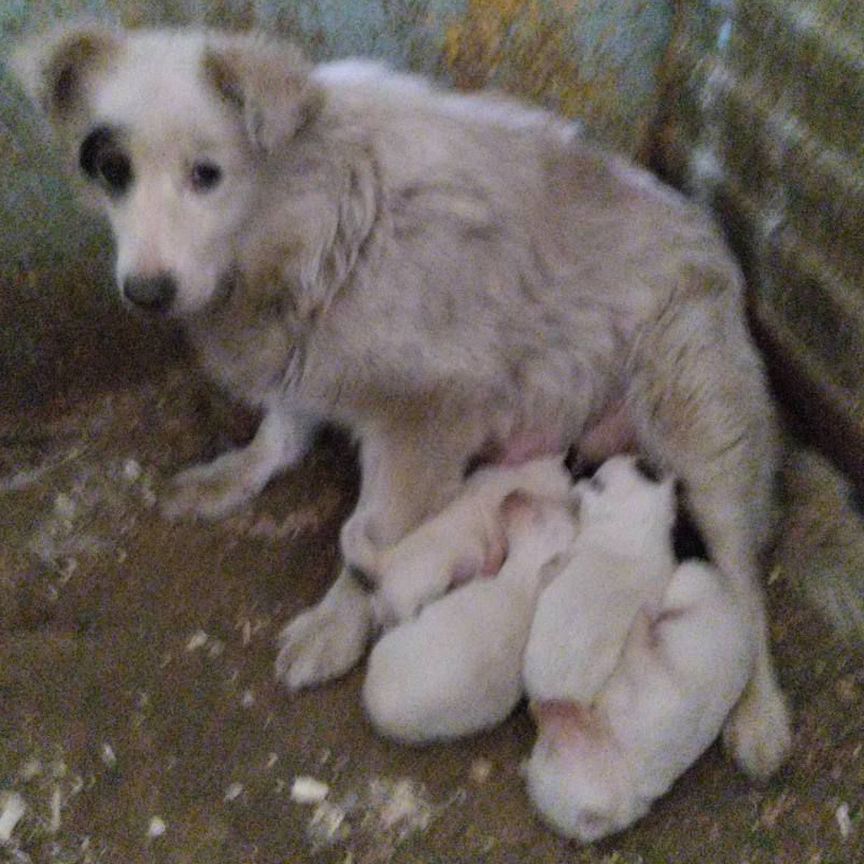 Щенок в добрые руки