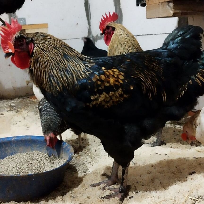 Куры петухи