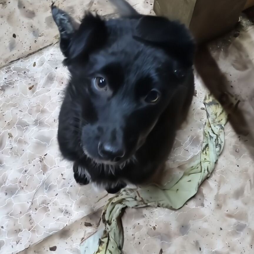 Щенок в добрые руки