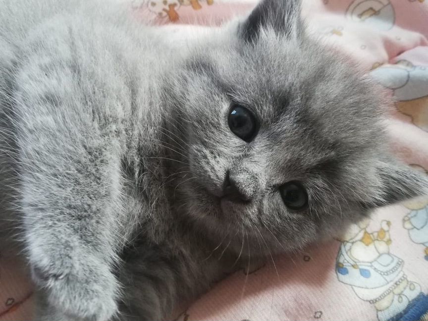 Шотладские котята