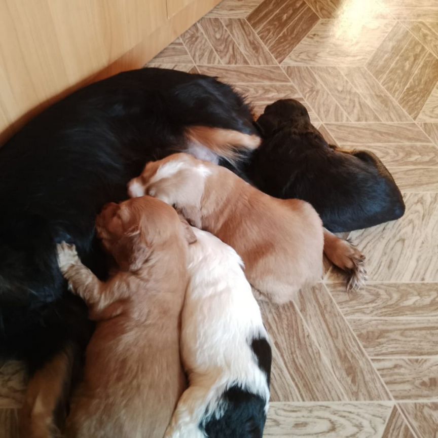 Щенки кокер спаниеля