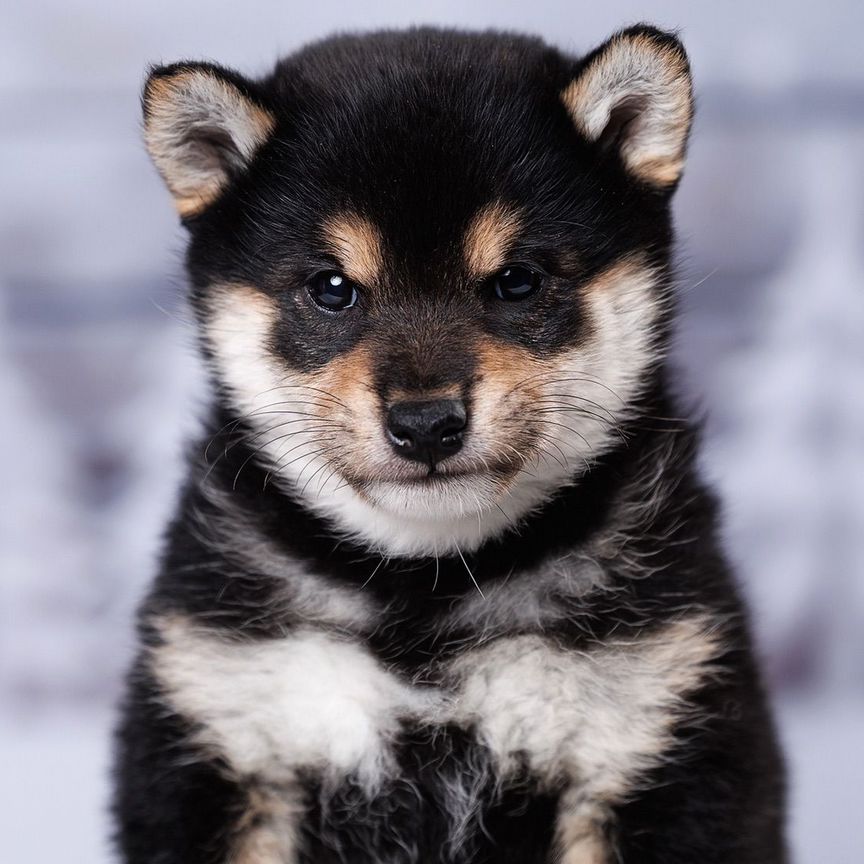 Сиба-ину, щенок