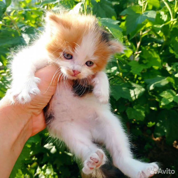 Кошечка богатка Аришка