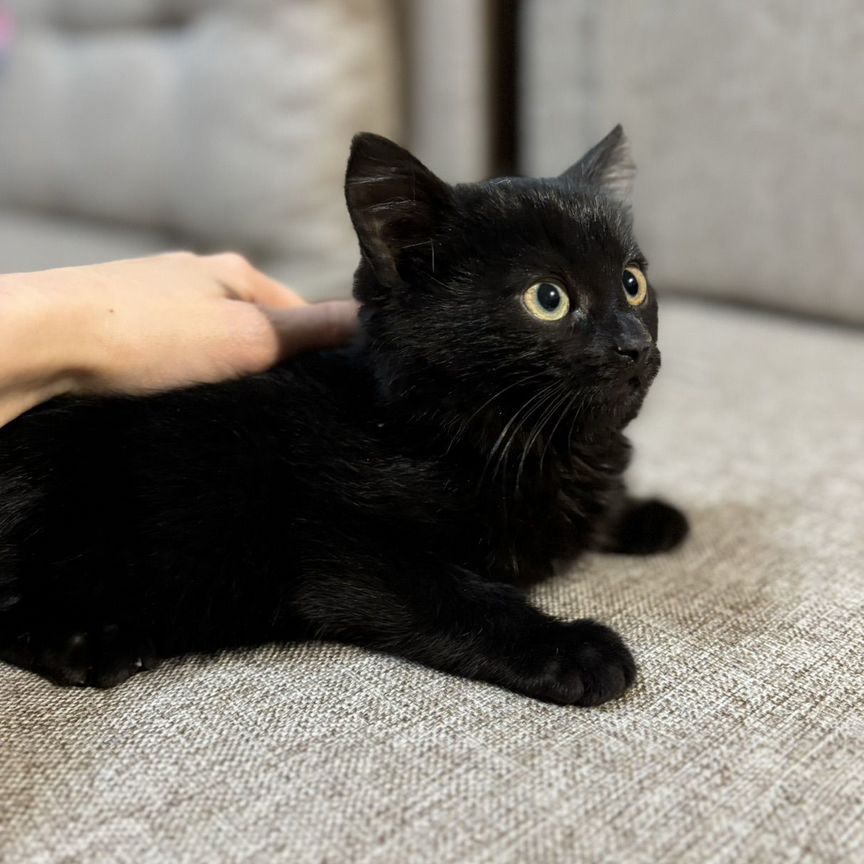 Котенок девочка в добрые руки