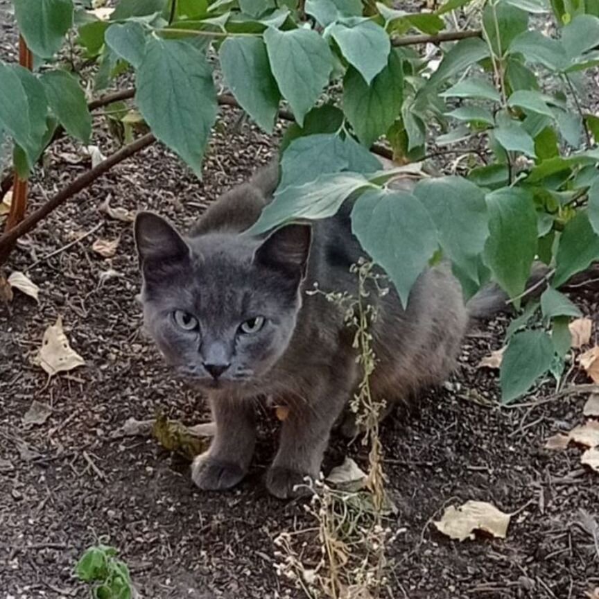 Кошки в добрые руки