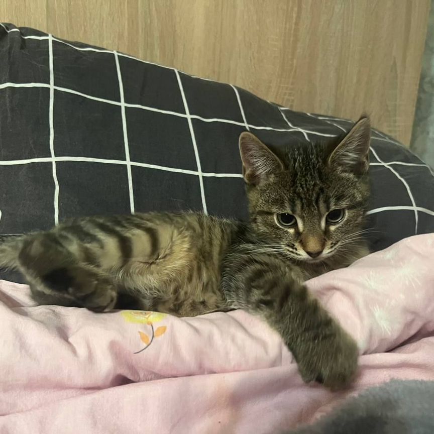 Коты