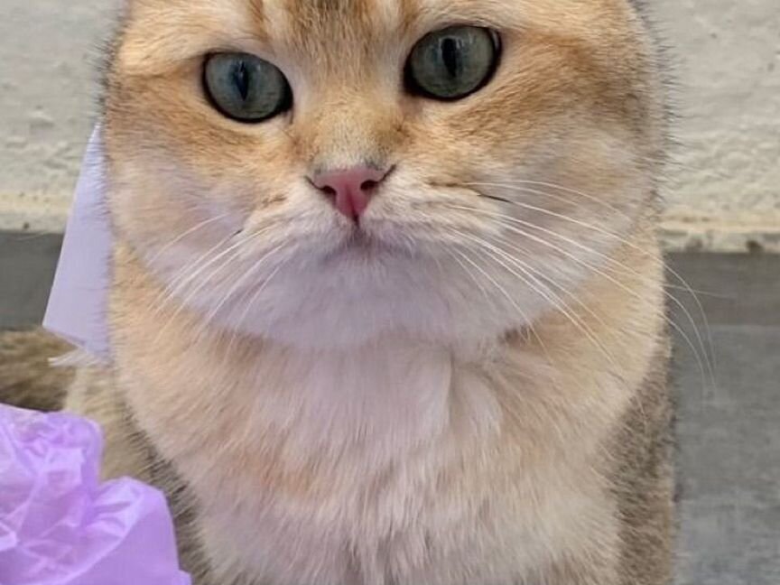 Британский кот вязка
