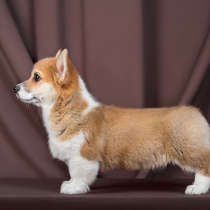 Вельш-корги пемброк